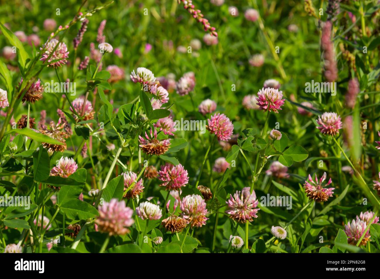 Flowers of alsike clover Trifolium hybridum plant in green summer ...