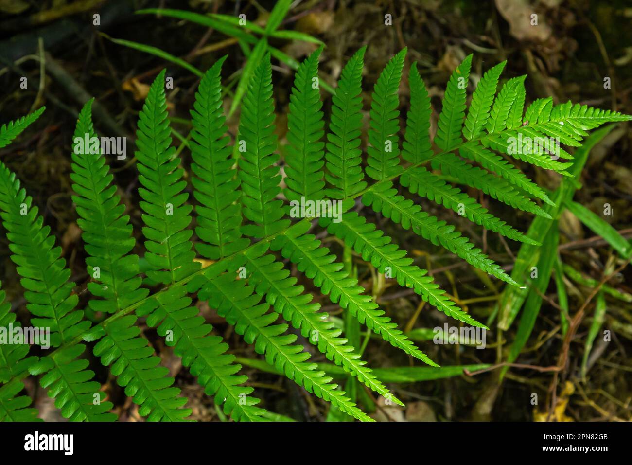 Fern is a member of a group of vascular plants that reproduce by spores ...