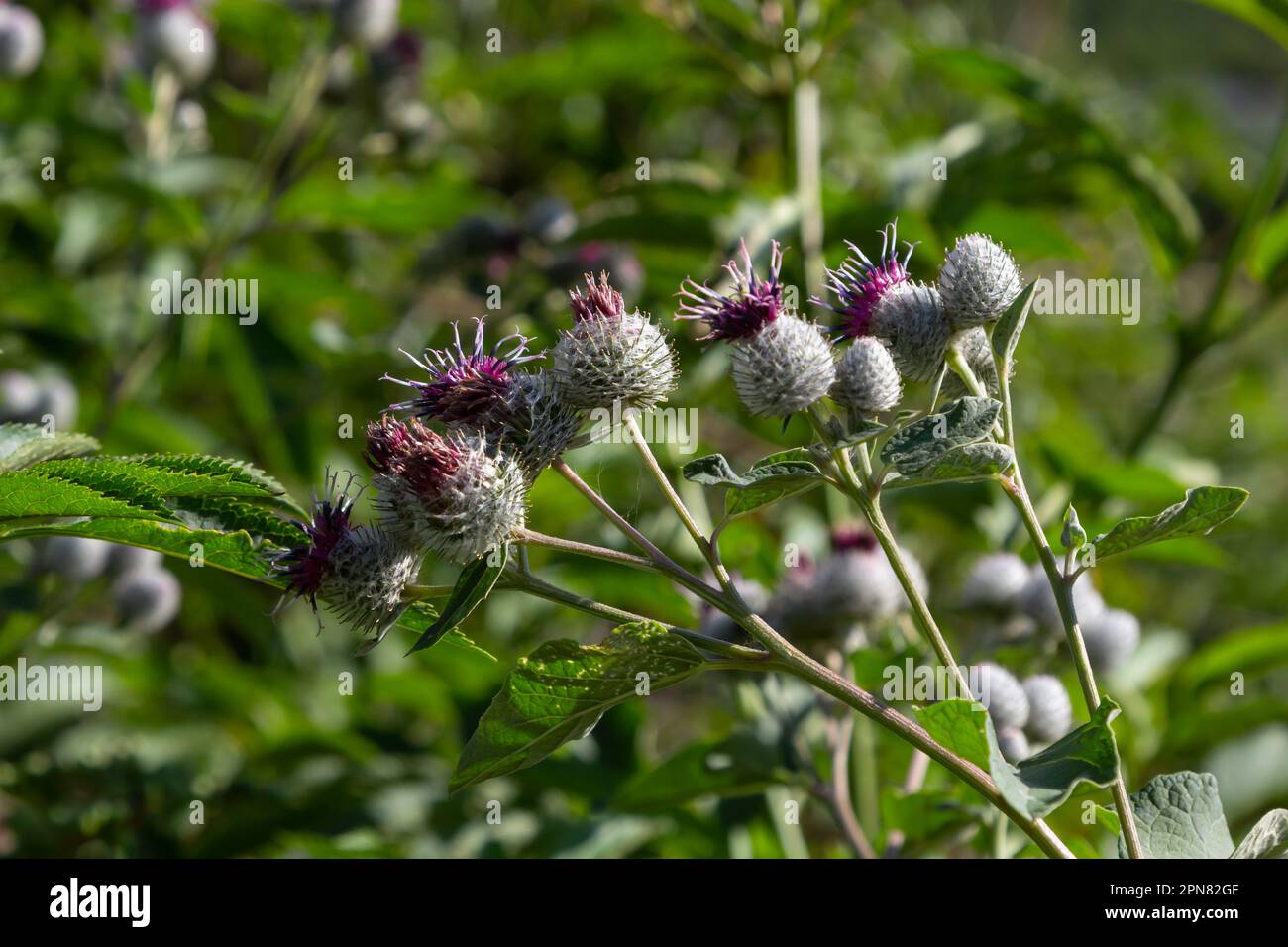 Burdock Weed