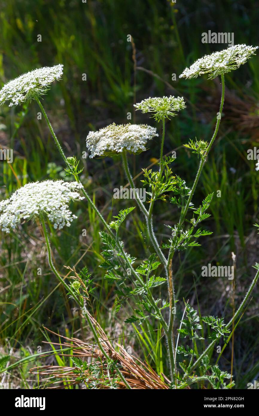 Daucus carota inflorescence, showing umbellets. White small flowers on ...