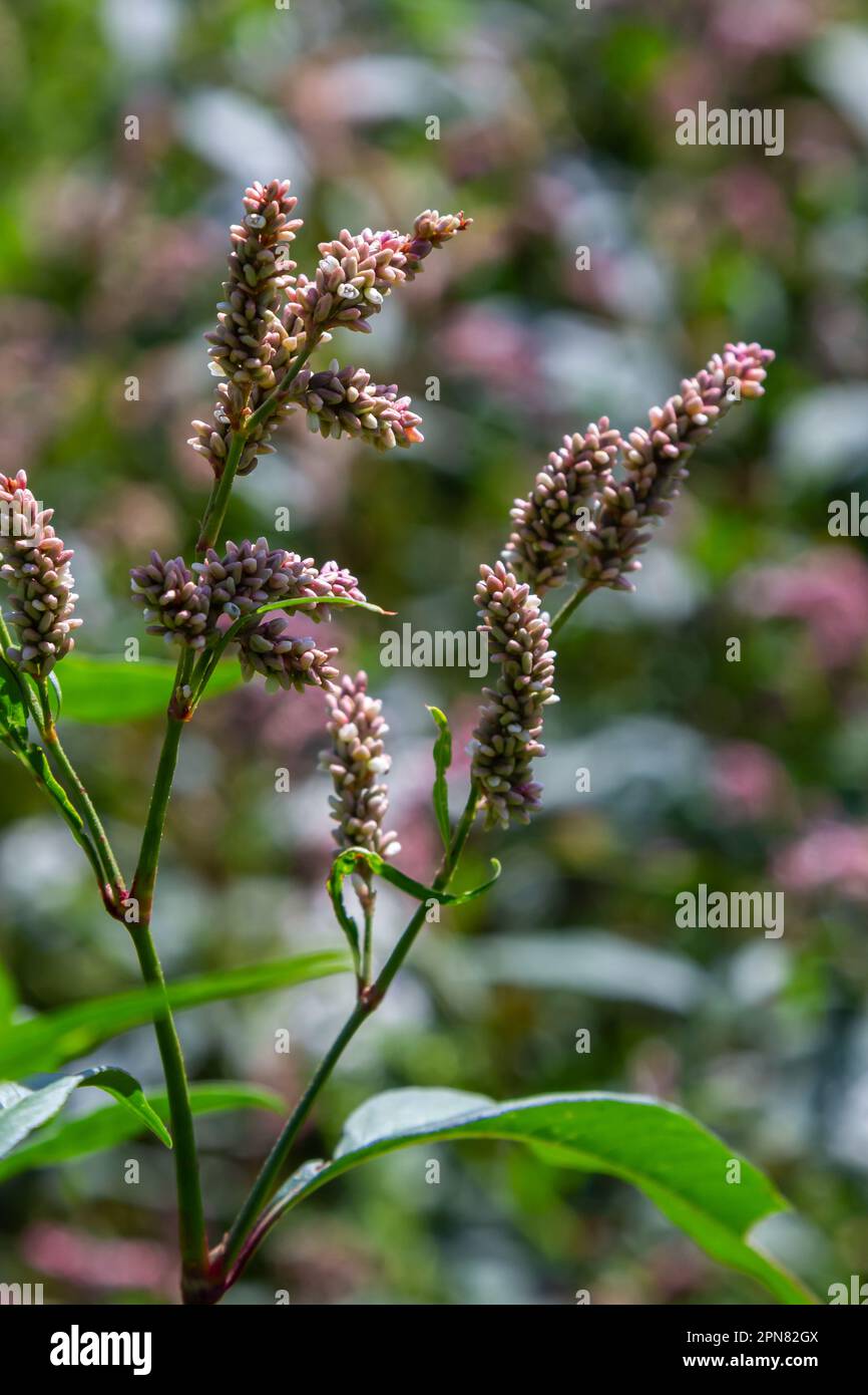 Colorful Persicaria longiseta, a species of flowering plant in the ...