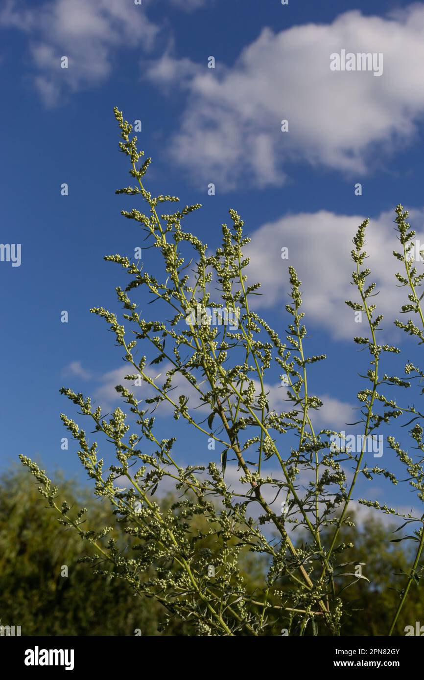 Artemisia absinthium is a perennial plant of the aster family ...
