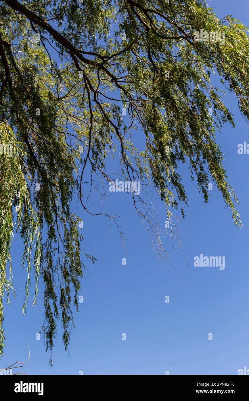 Weeping willow tree foliage background. Weeping willow branches with green leaves. Close up view ...