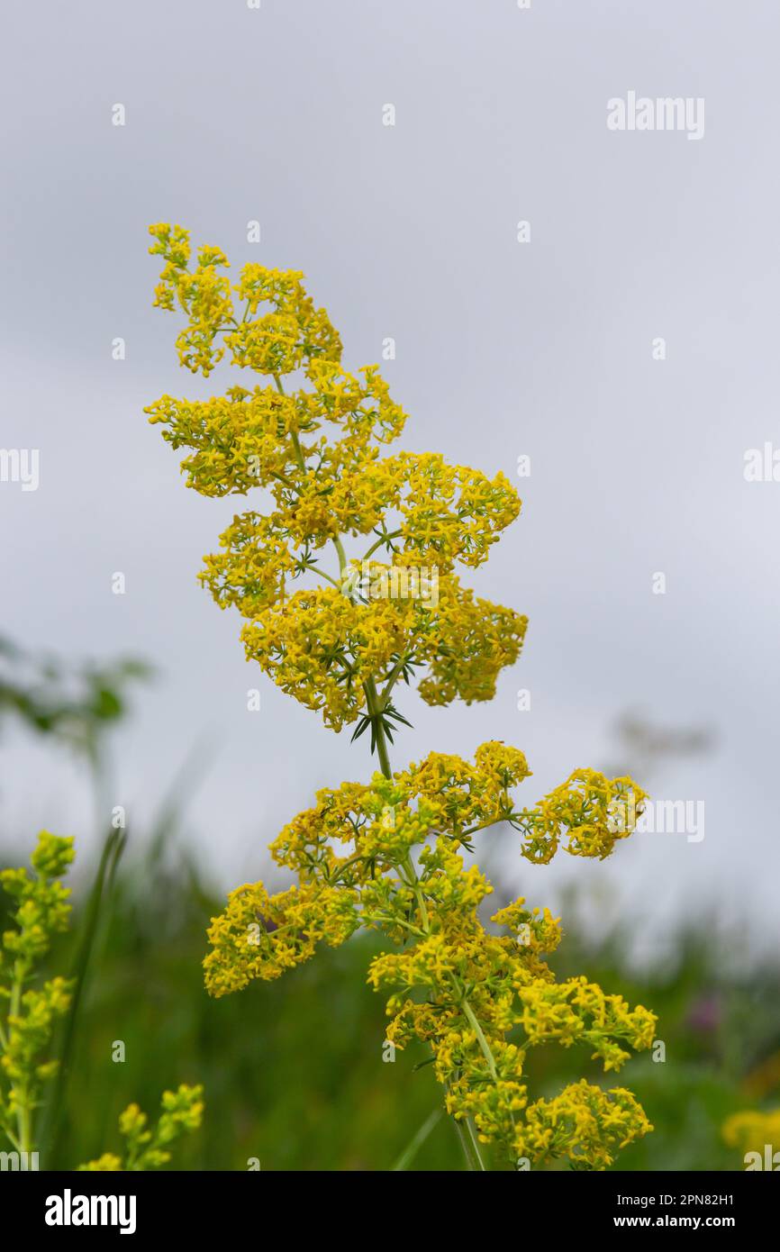 Galium verum is a perennial herbaceous plant from the genus of the ...