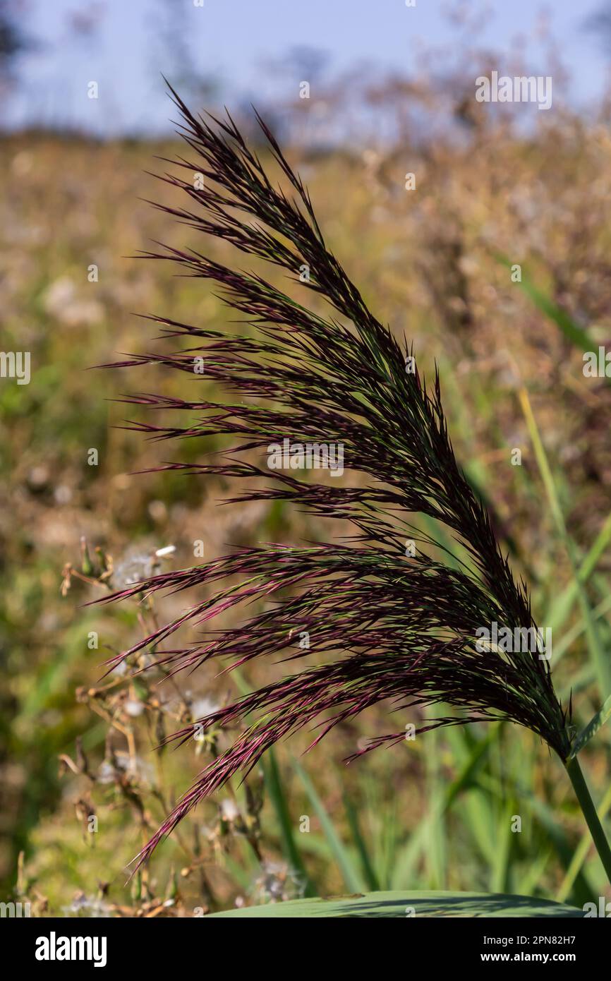 Phragmites australis is a herbaceous perennial bluish-green plant of ...