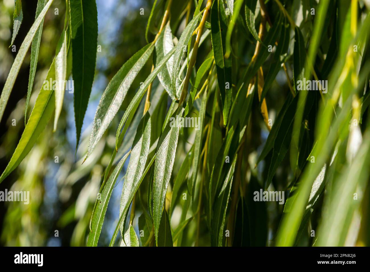 Weeping willow tree foliage background. Weeping willow branches with green leaves. Close up view ...