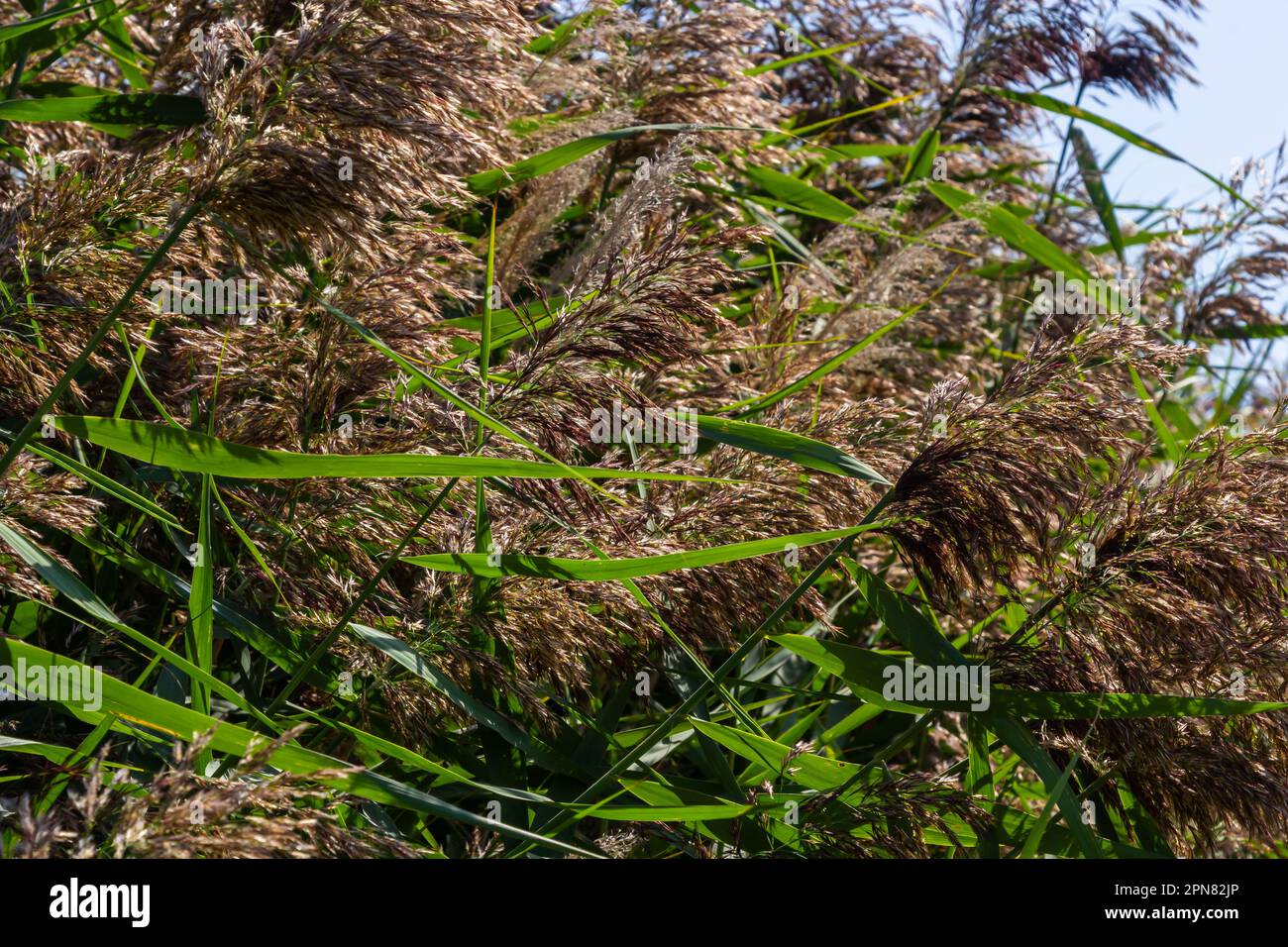 Phragmites australis is a herbaceous perennial bluish-green plant of ...