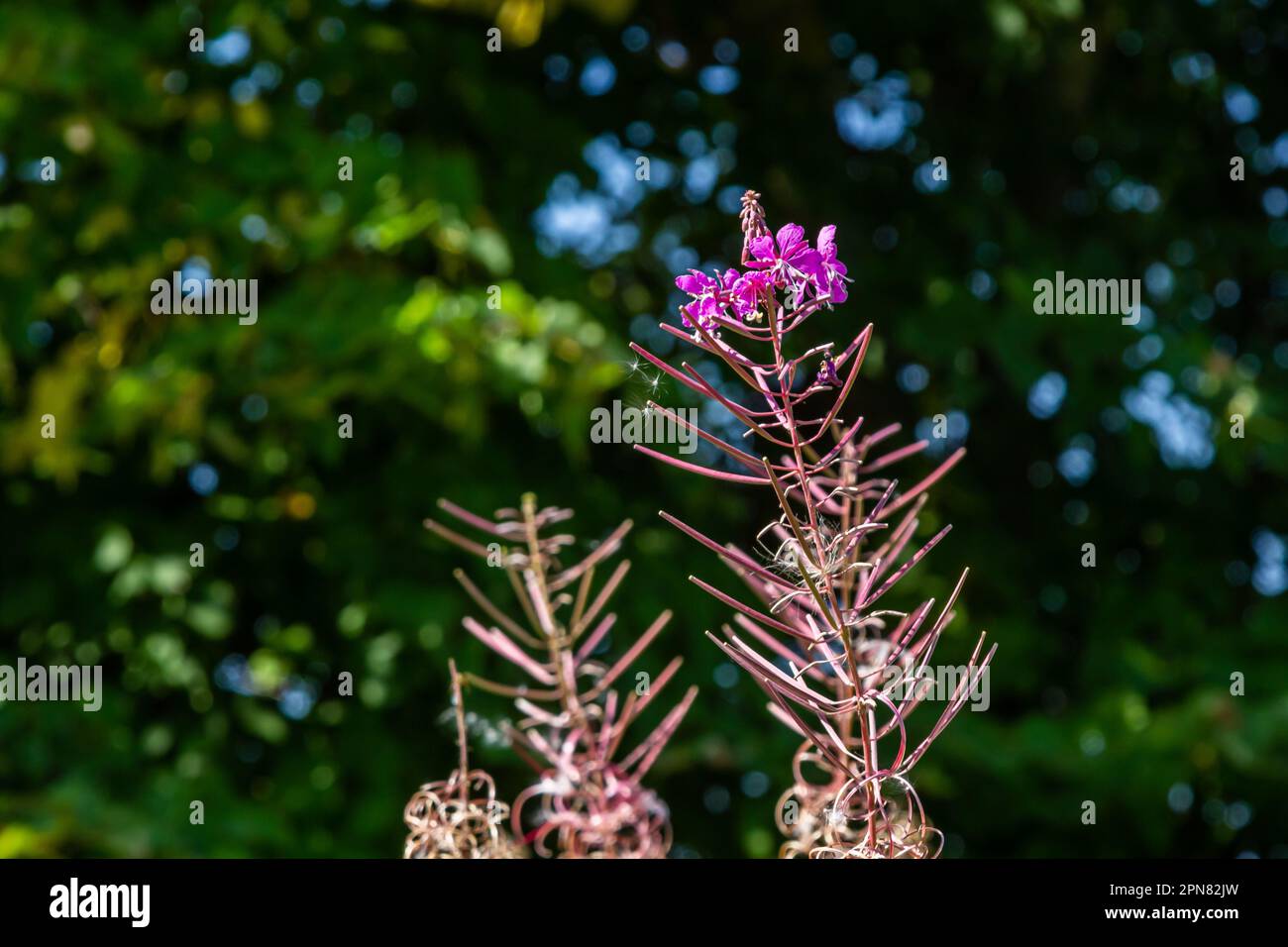 Wither flowers Fireweed in the woods with unusual shapes. Autumn ...