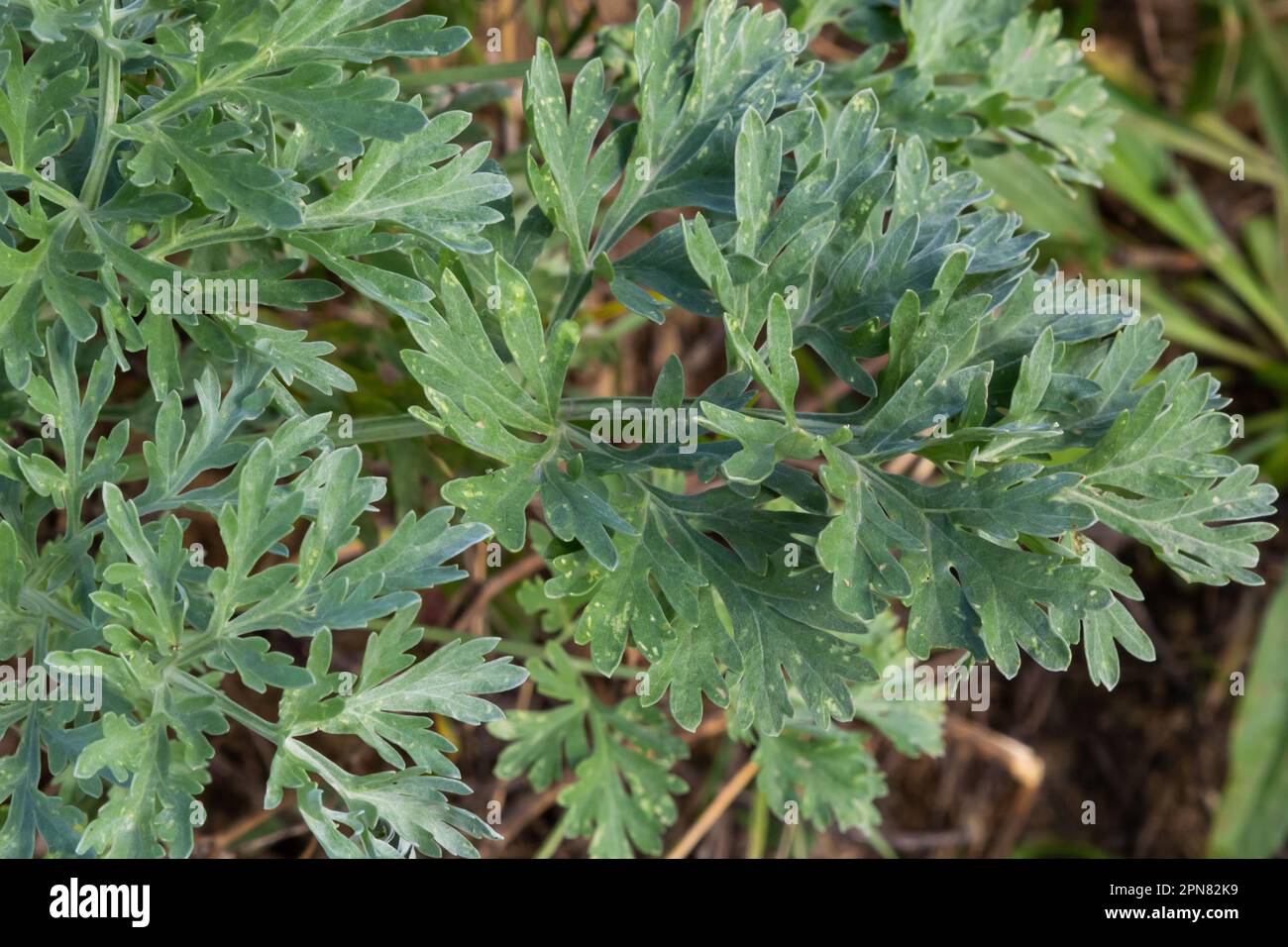Artemisia absinthium is a perennial plant of the aster family ...