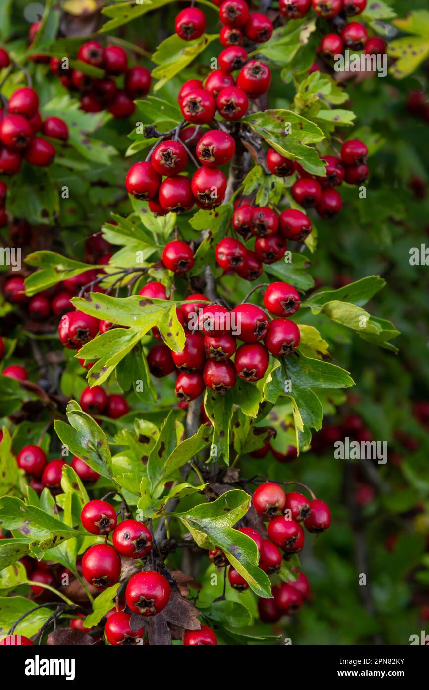 Hawthorn with red fruit, Crataegus monogyna, . Natural beautiful ...