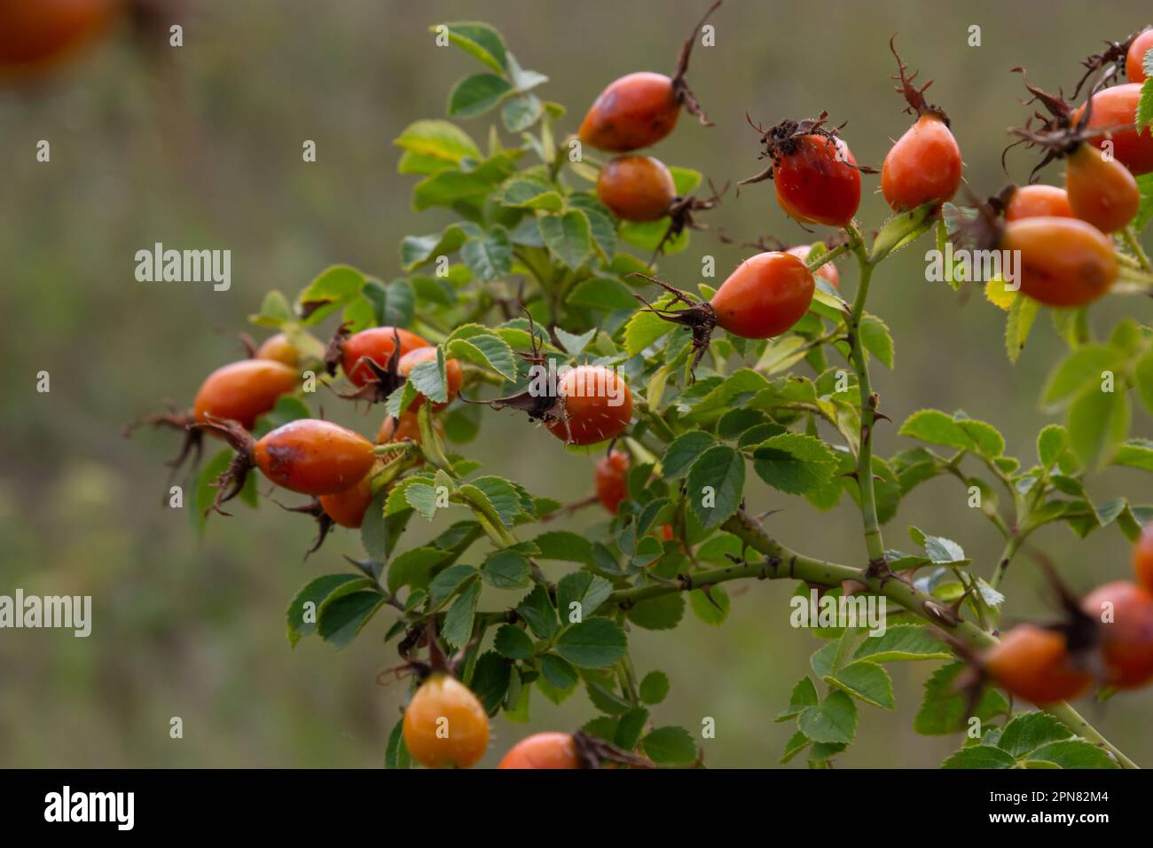 Rosa canina is a perennial plant of the rose family, a tall bush with ...
