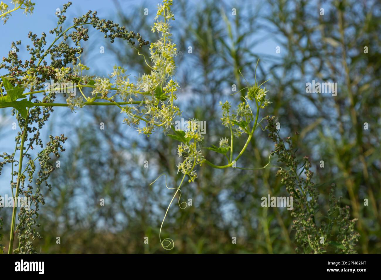 Echinocystis is a monotypic genus in the gourd family, Cucurbitaceae ...