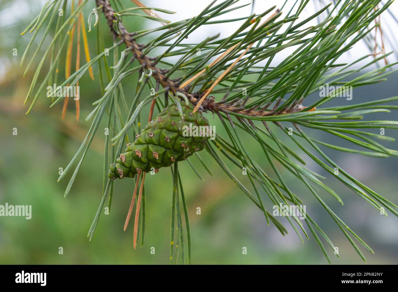pine tree Green pine cone hanging on fir needles branch. Medicinal plant Stock Photo - Alamy