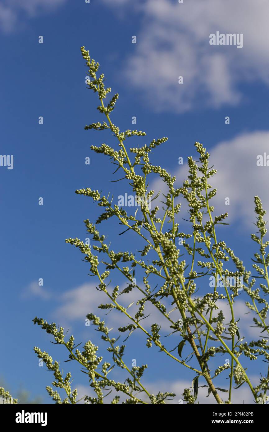 Artemisia absinthium is a perennial plant of the aster family ...