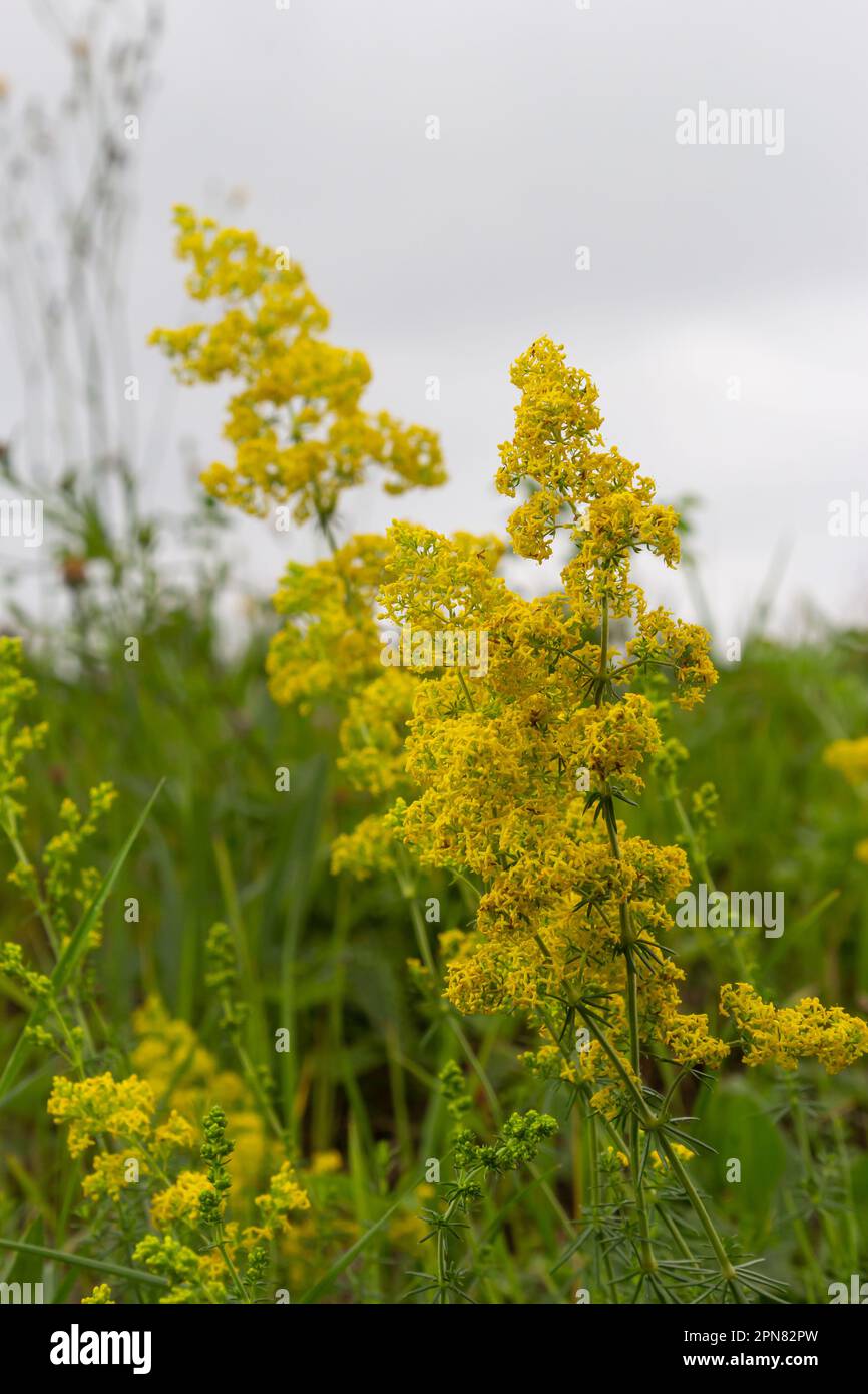Galium verum is a perennial herbaceous plant from the genus of the ...
