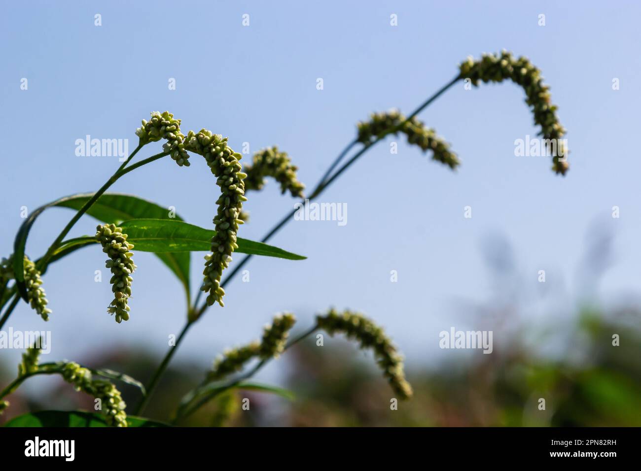 Colorful Persicaria longiseta, a species of flowering plant in the ...