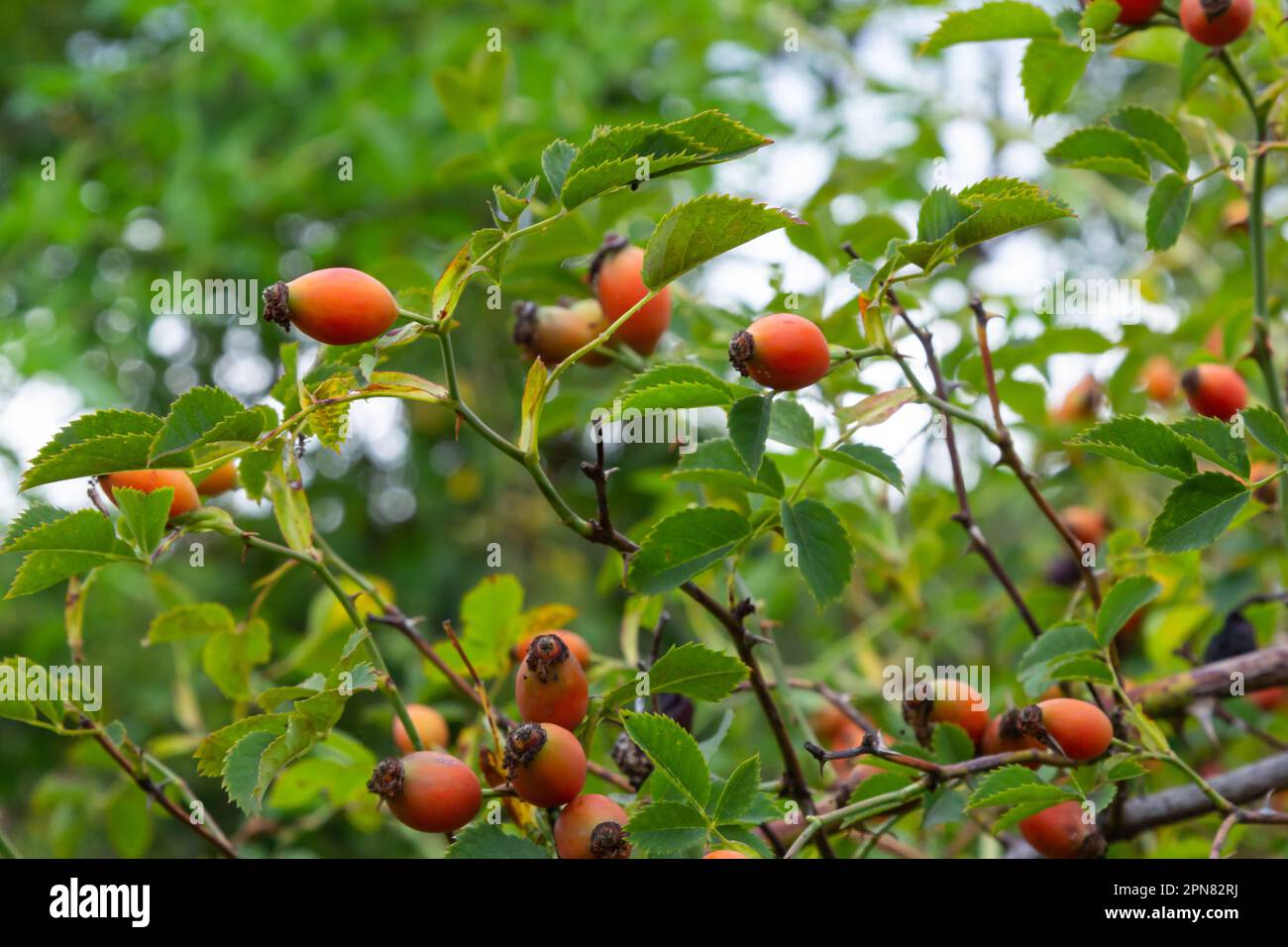 Rosa canina is a perennial plant of the rose family, a tall bush with ...
