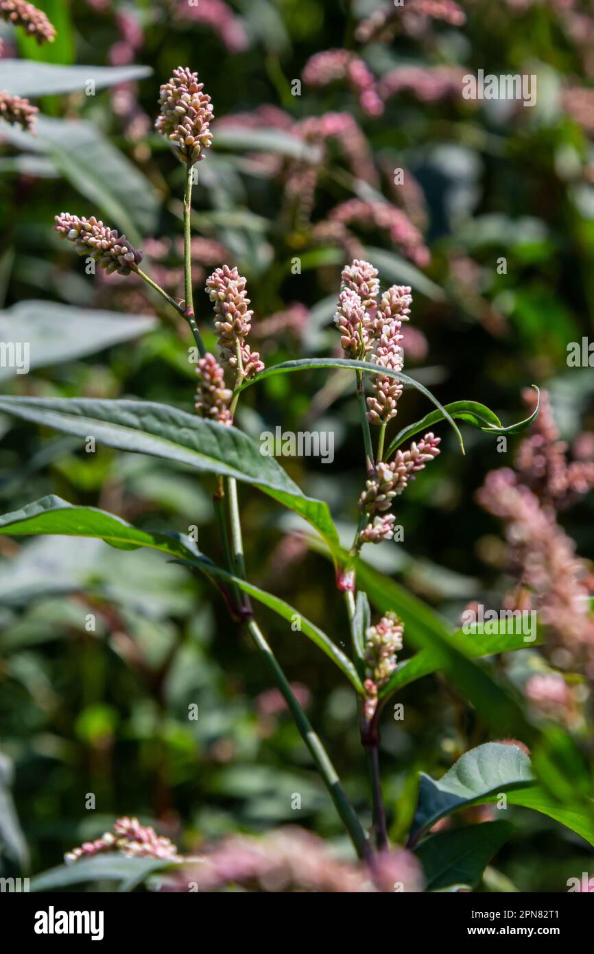 Colorful Persicaria longiseta, a species of flowering plant in the ...
