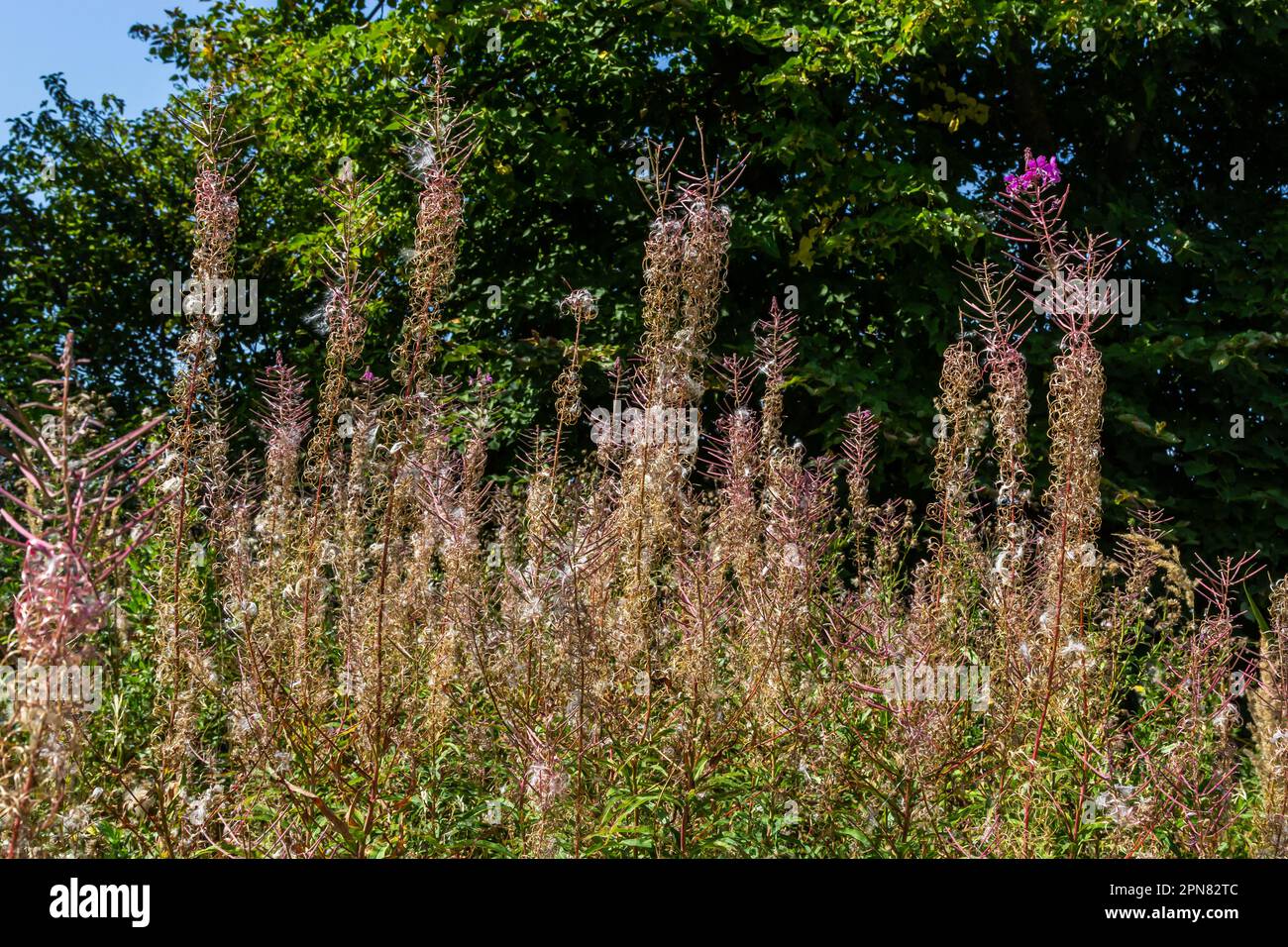 Wither flowers Fireweed in the woods with unusual shapes. Autumn ...