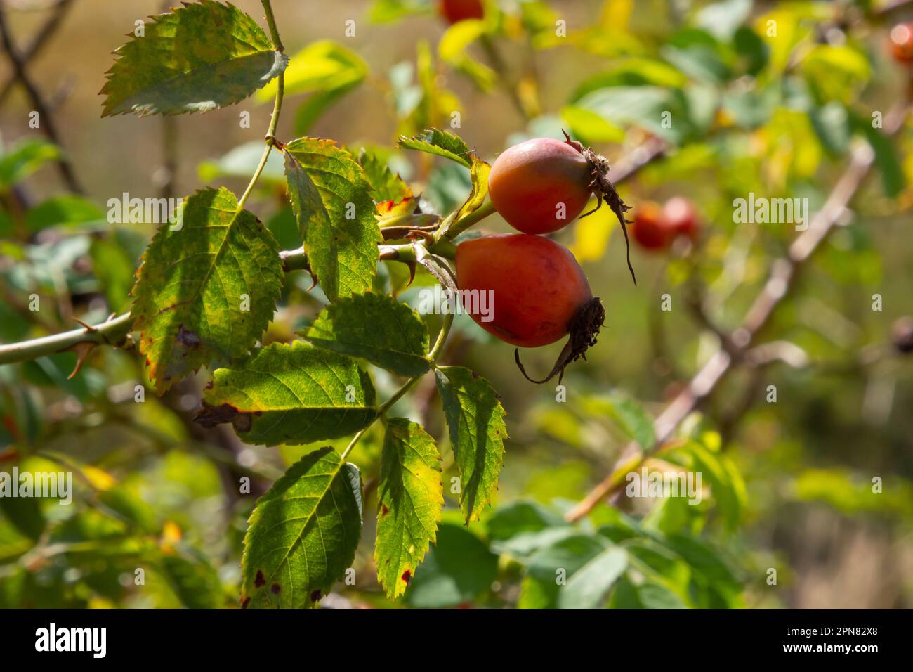Rosa canina is a perennial plant of the rose family, a tall bush with ...