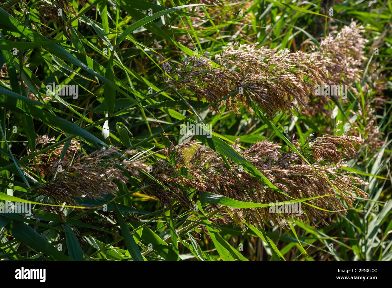 Phragmites australis is a herbaceous perennial bluish-green plant of ...