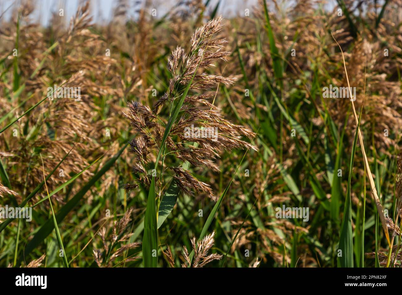 Phragmites australis is a herbaceous perennial bluish-green plant of ...