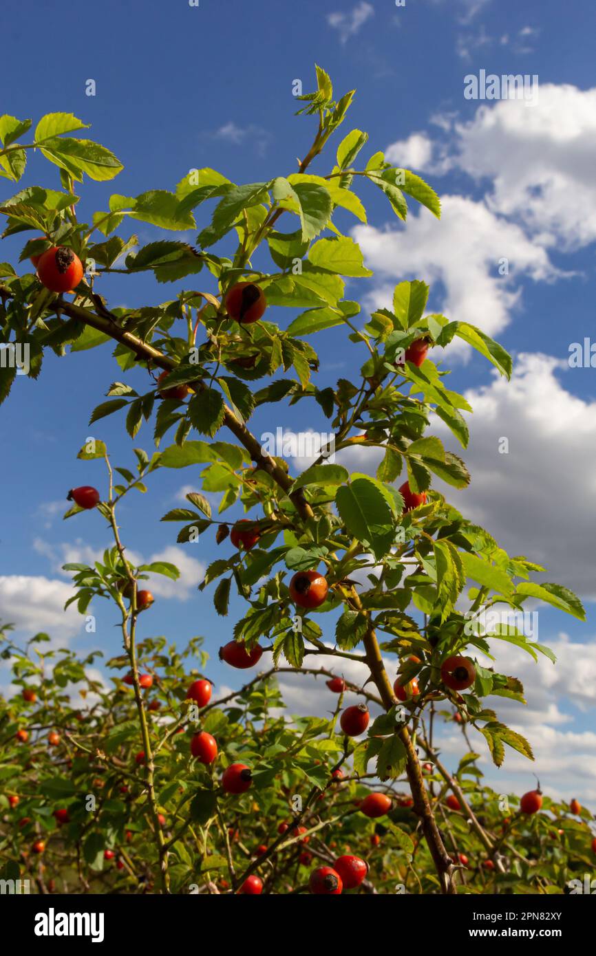 Rosa canina is a perennial plant of the rose family, a tall bush with ...