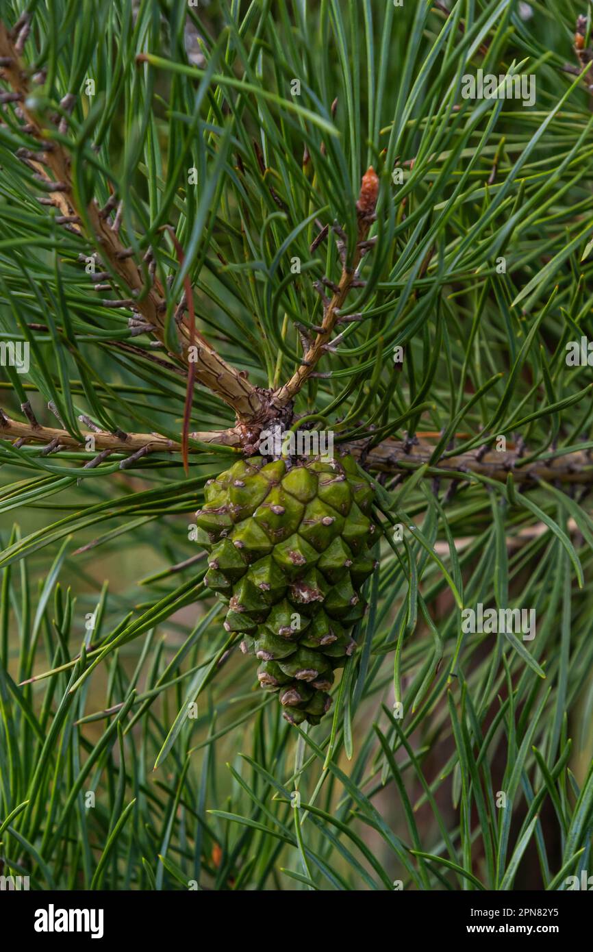 pine tree Green pine cone hanging on fir needles branch. Medicinal ...