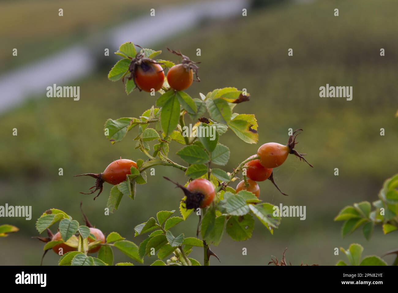Rosa canina is a perennial plant of the rose family, a tall bush with ...