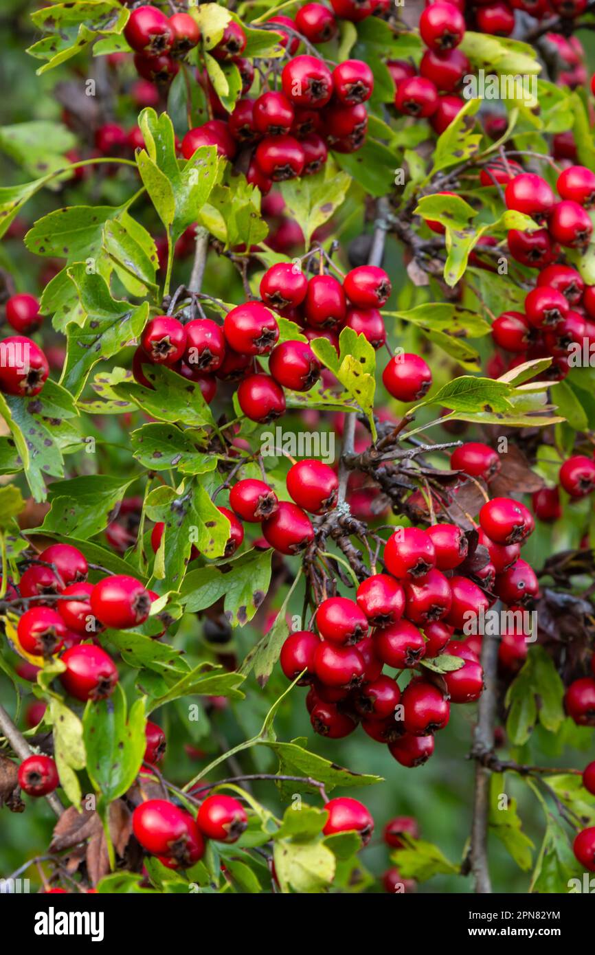 Hawthorn with red fruit, Crataegus monogyna, . Natural beautiful ... Hawthorn with red fruit, Crataegus monogyna, . Natural beautiful ...
