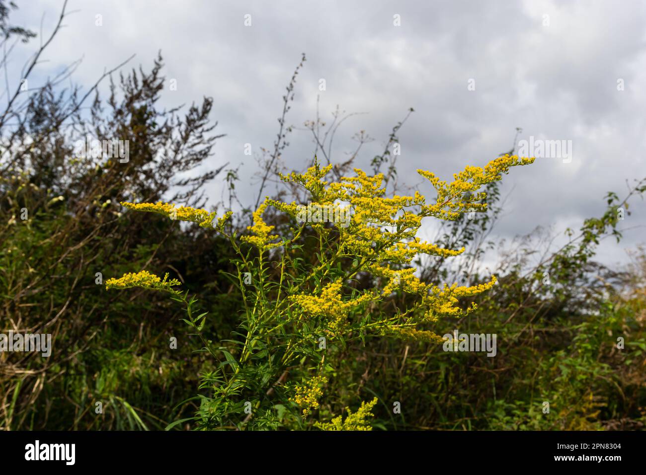 Yellow panicles of Solidago flowers in August. Solidago canadensis ...