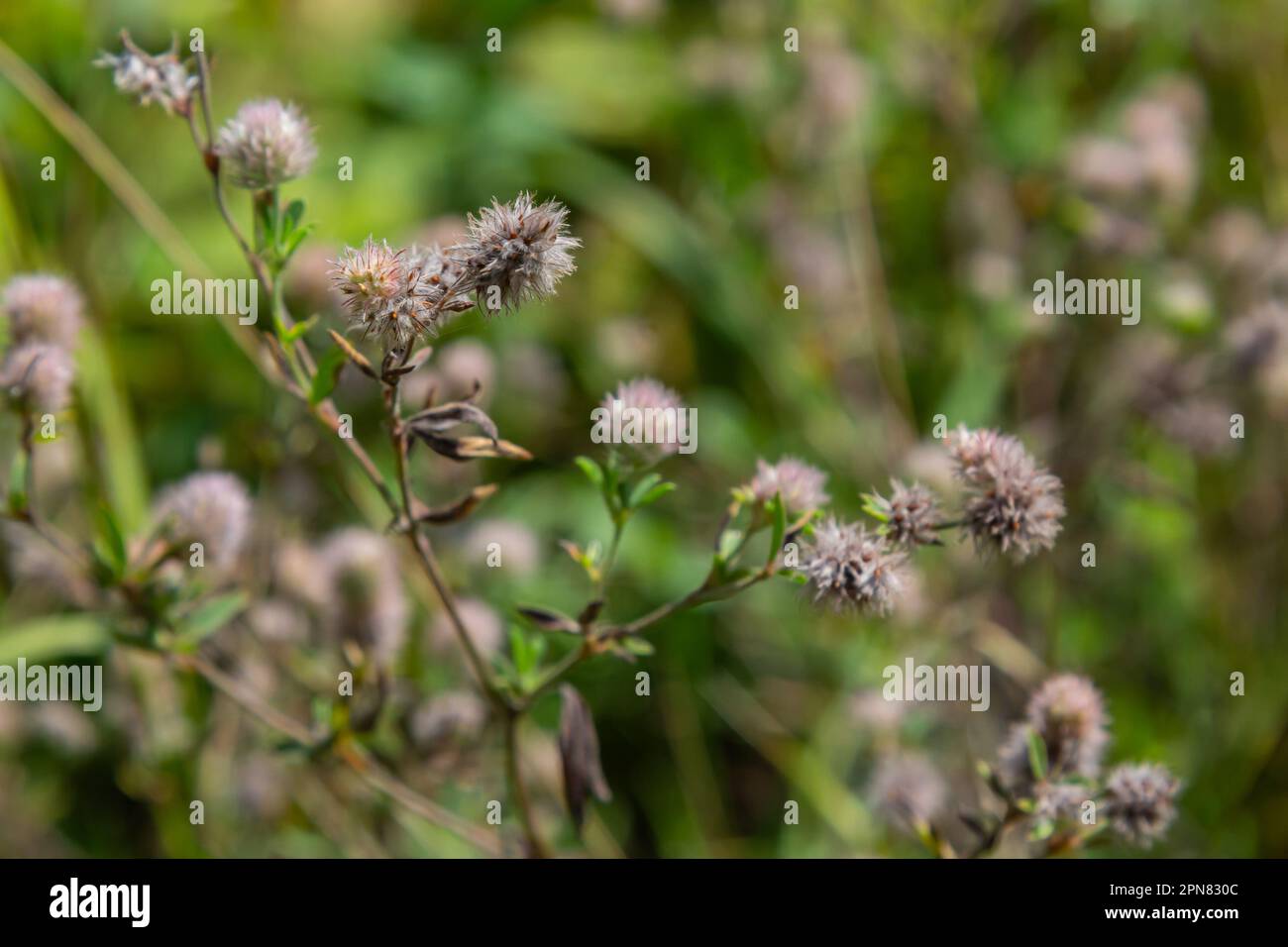 Flowers of the Hares Foot Clover also Rabbitfoot or Stone Clover ...