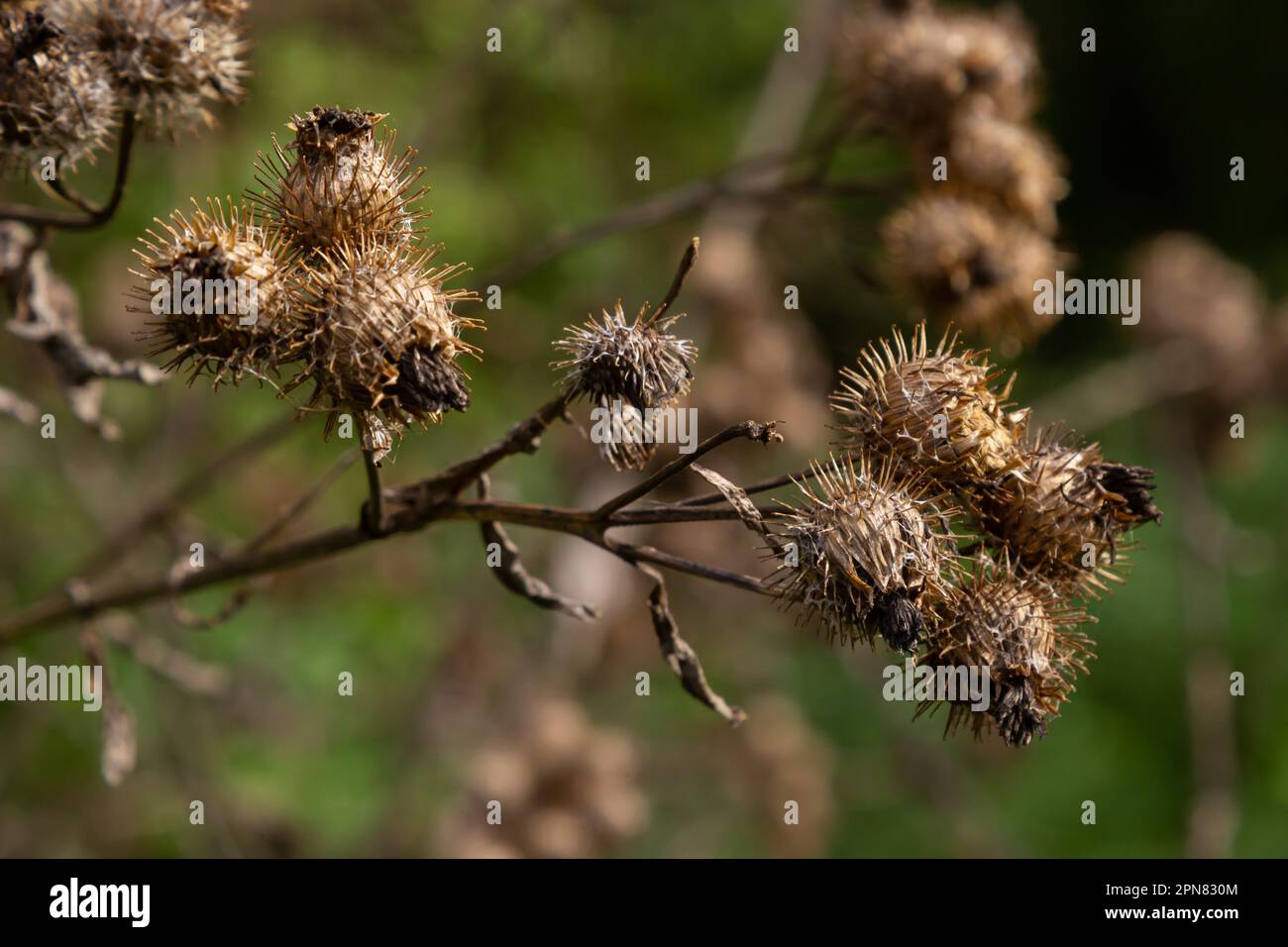 The prickly Herb Burdock plant or Arctium plant from the Asteraceae ...
