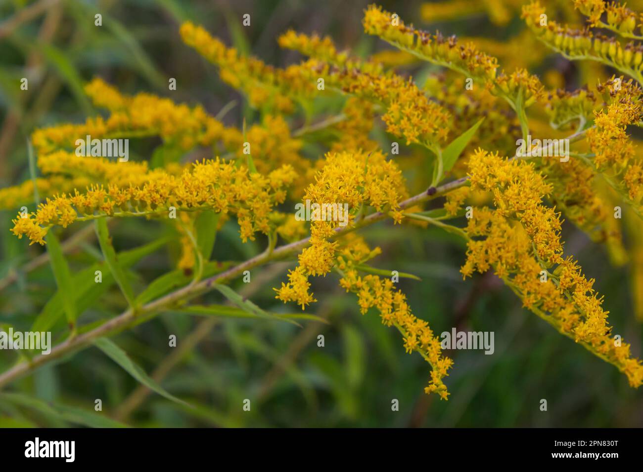 Yellow panicles of Solidago flowers in August. Solidago canadensis ...