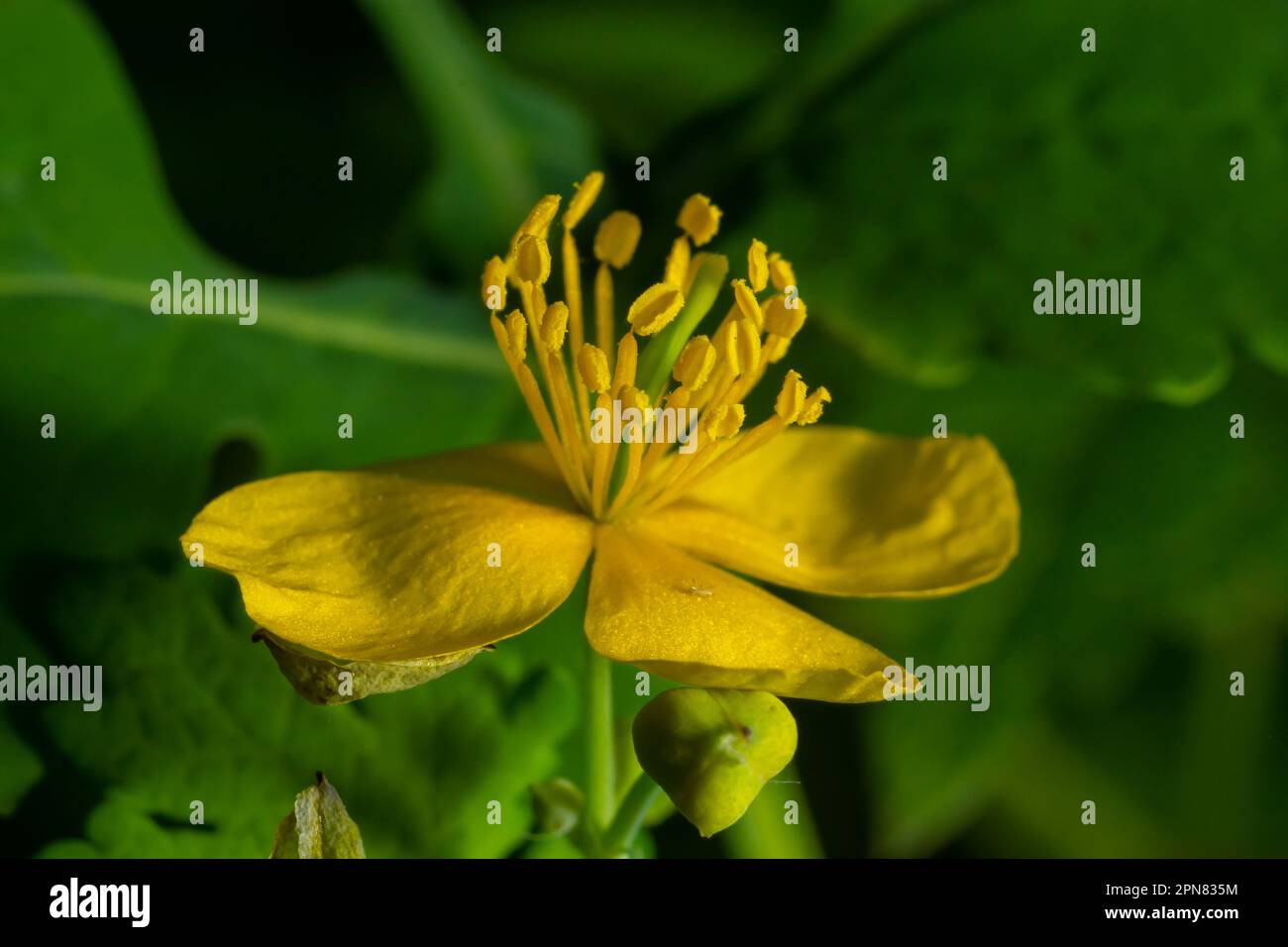 Greater Celandine, yellow wild flowers, close up. Chelidonium majus is ...