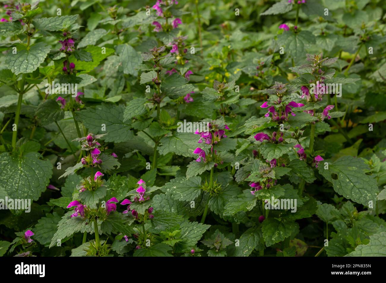 Pink flowers of spotted dead-nettle Lamium maculatum. Medicinal plants ...