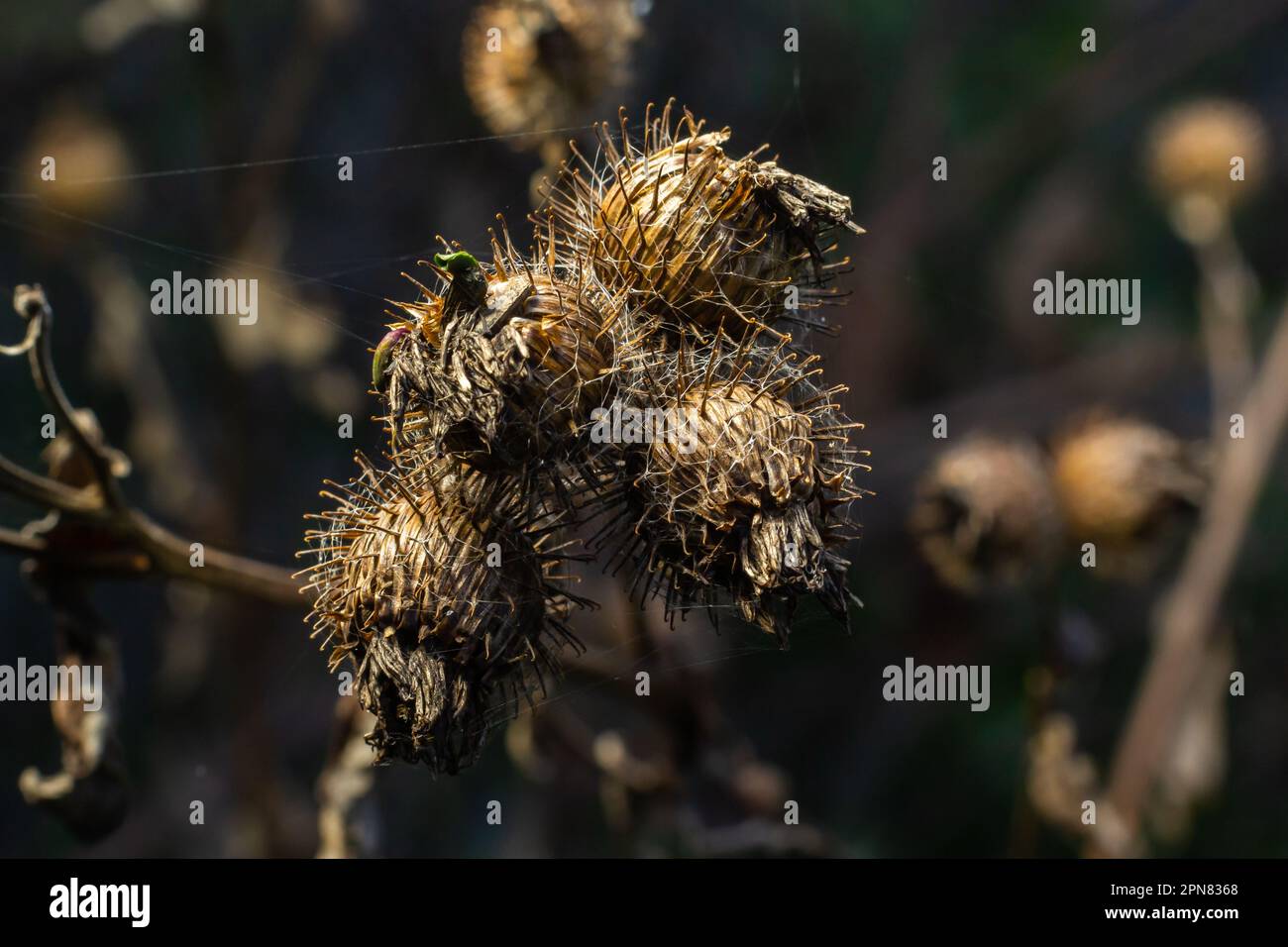 Prickly burr hi-res stock photography and images - Alamy