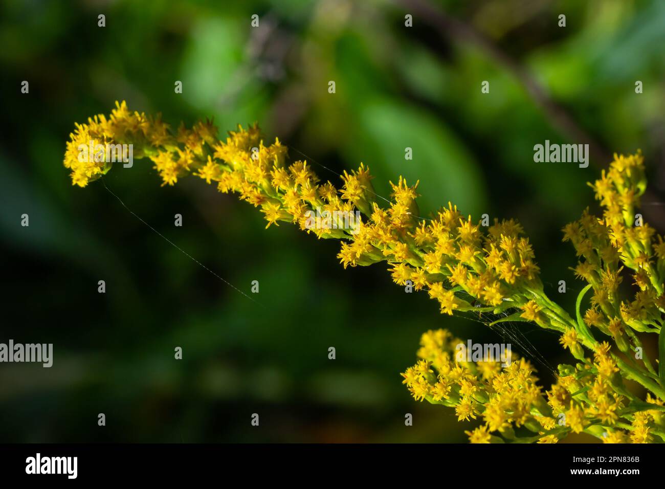 Yellow panicles of Solidago flowers in August. Solidago canadensis ...