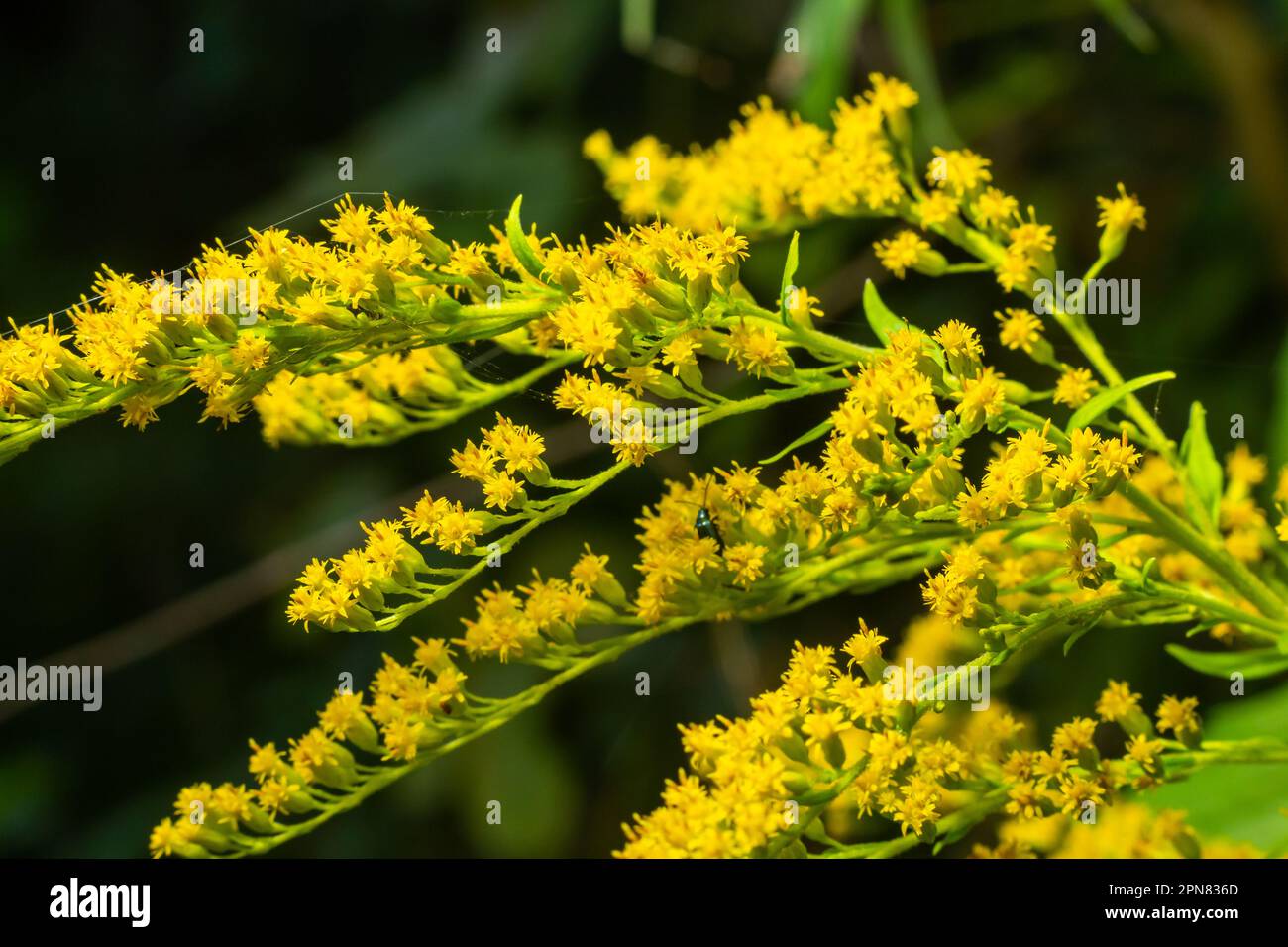 Yellow panicles of Solidago flowers in August. Solidago canadensis ...