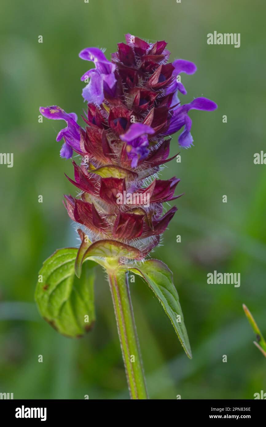 Beautiful prunella vulgaris are growing on a green meadow. Live nature ...