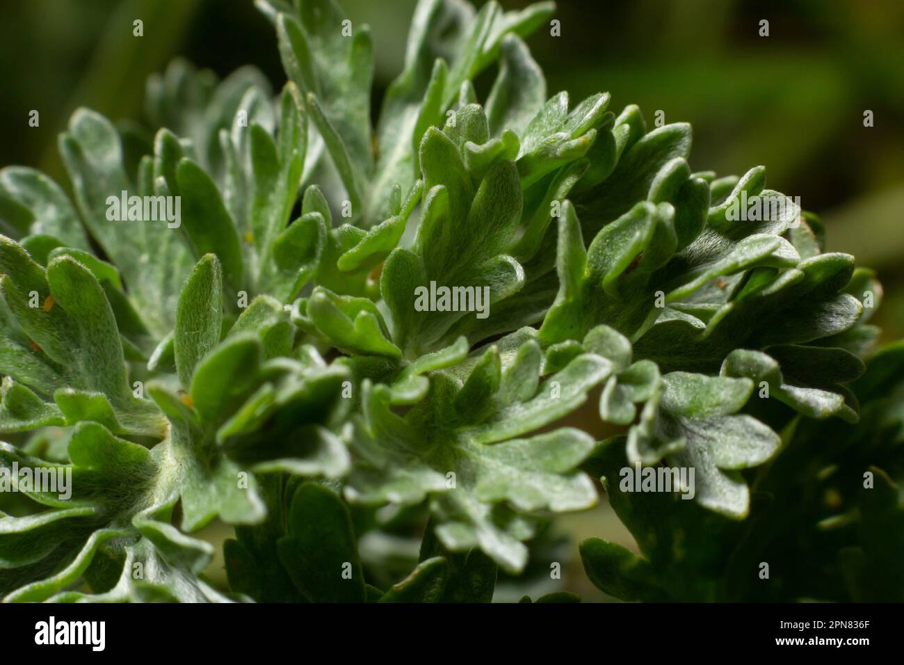 Wormwood green grey leaves background. Artemisia absinthium absinthium ...