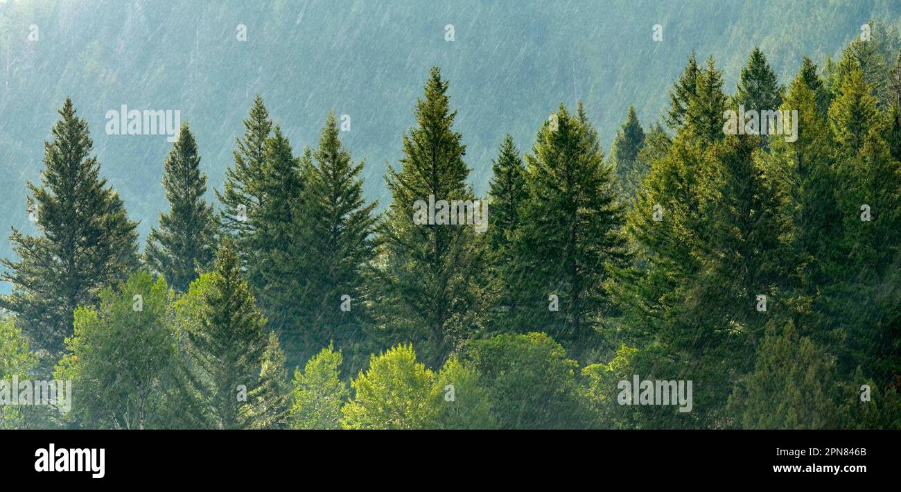 Forest Rain Storm with Drops Falling and Lush Trees Stock Photo - Alamy