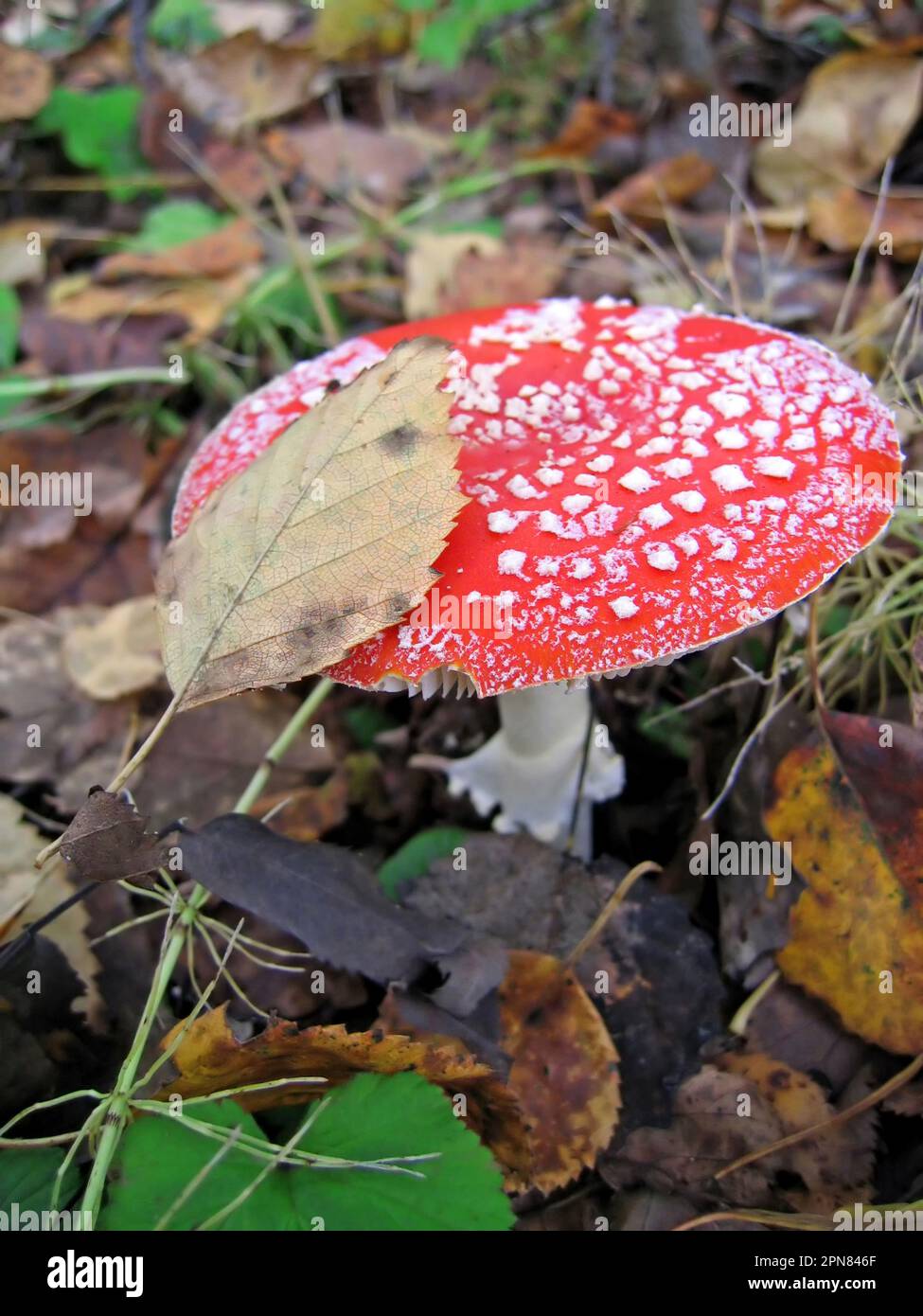 Pictorial fungi hi-res stock photography and images - Alamy