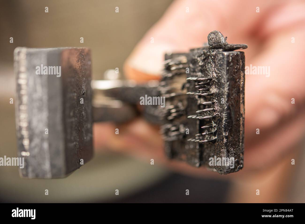 Pig tattoo pliers. These are coated in black ink and a mark is tattooed ...