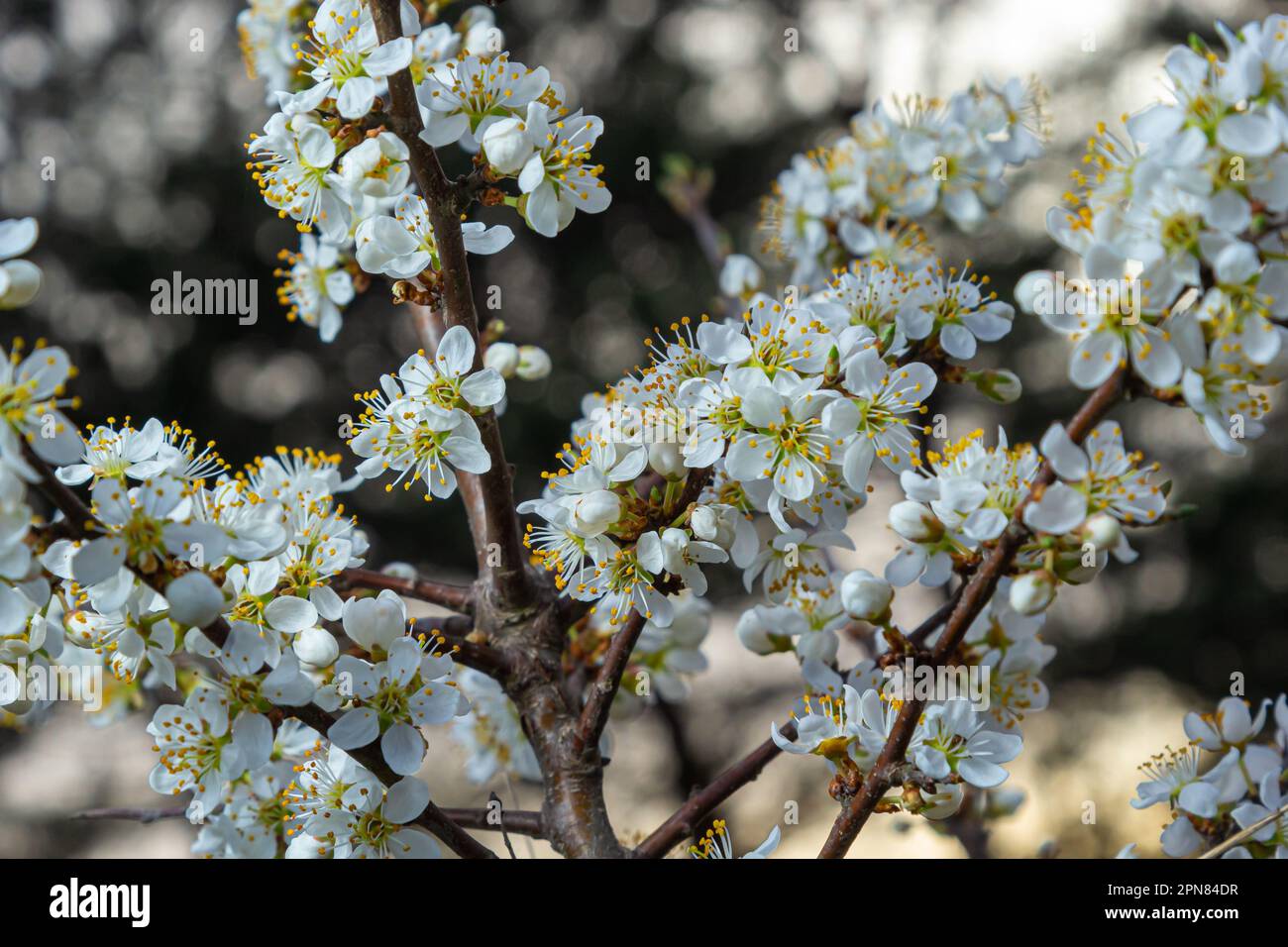 Prunus spinosa, called blackthorn or sloe, is a species of flowering ...