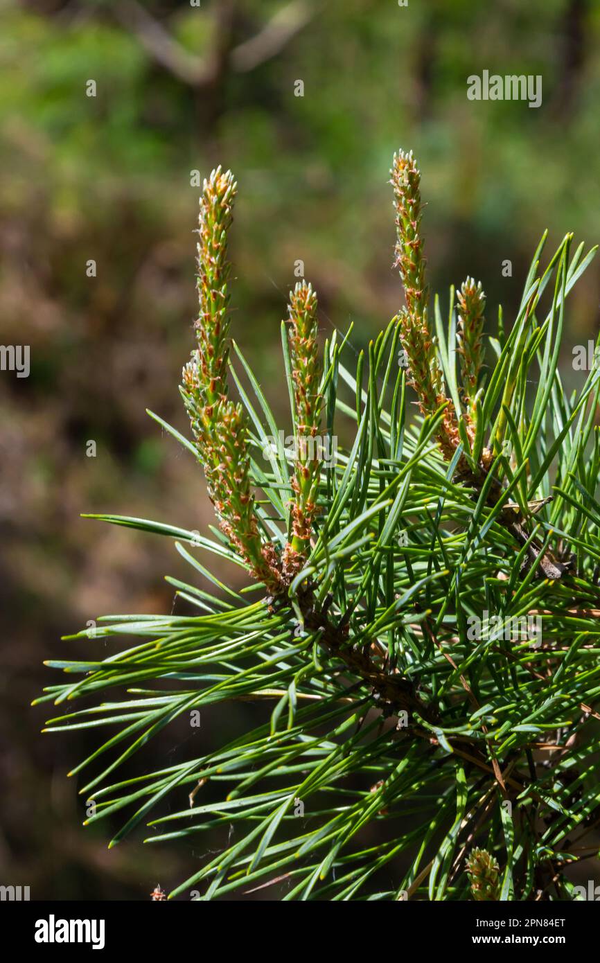 There are long buds on a pine branch. Buds appear on the pine tree in ...