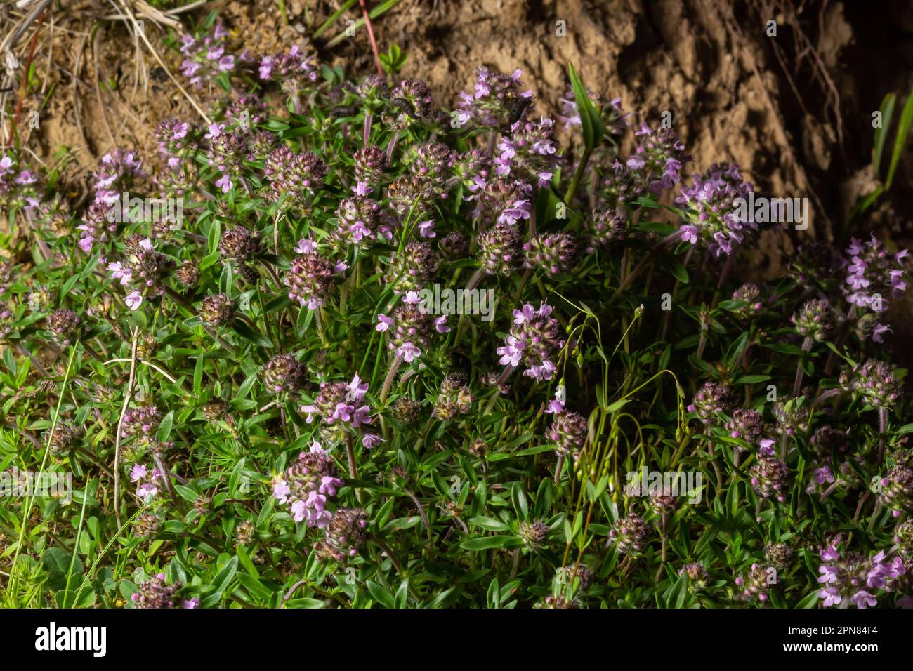 The macrophoto of herb Thymus serpyllum, Breckland thyme. Breckland ...