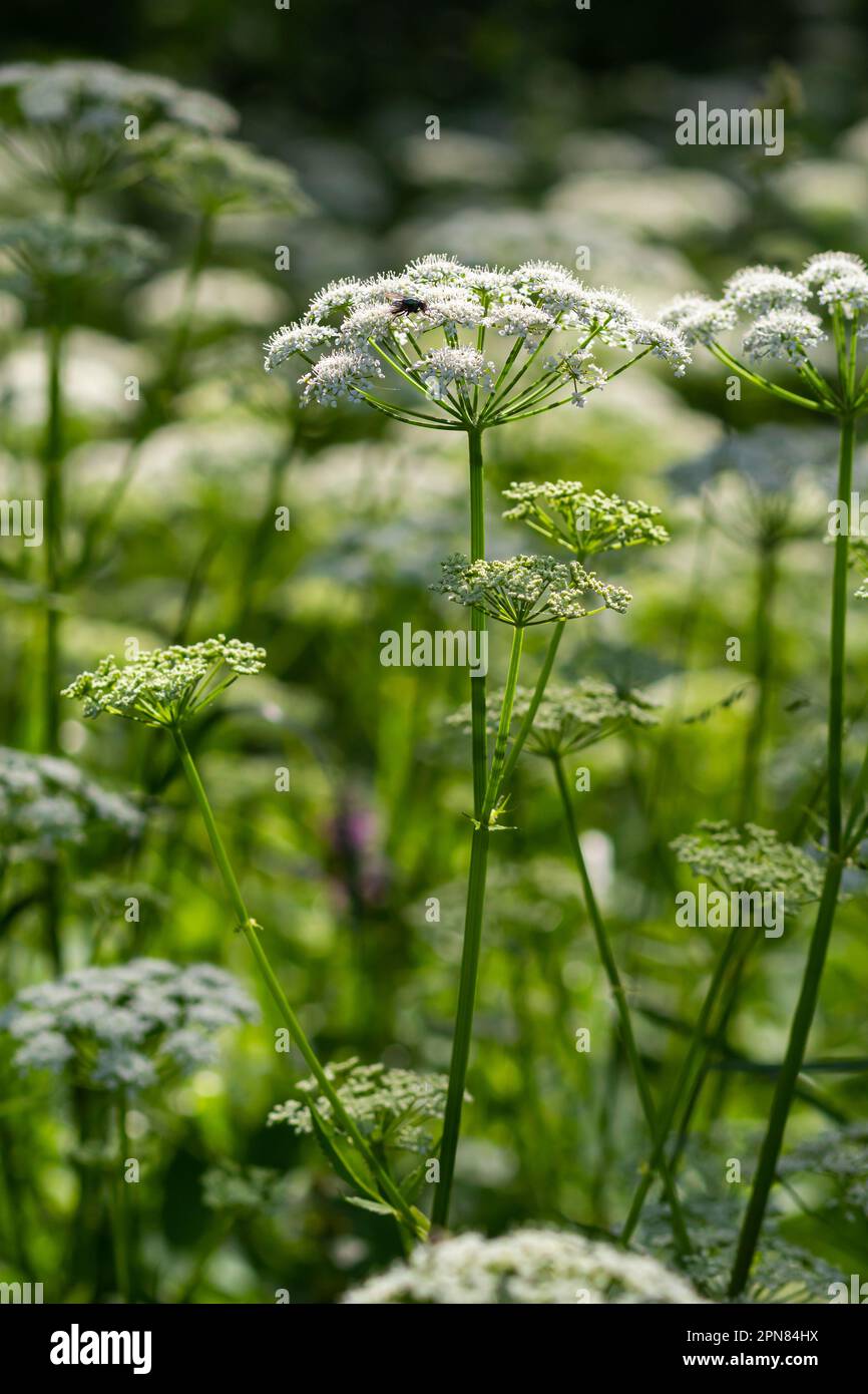 Close-up of a white flower of the species Aegopodium podagraria ...