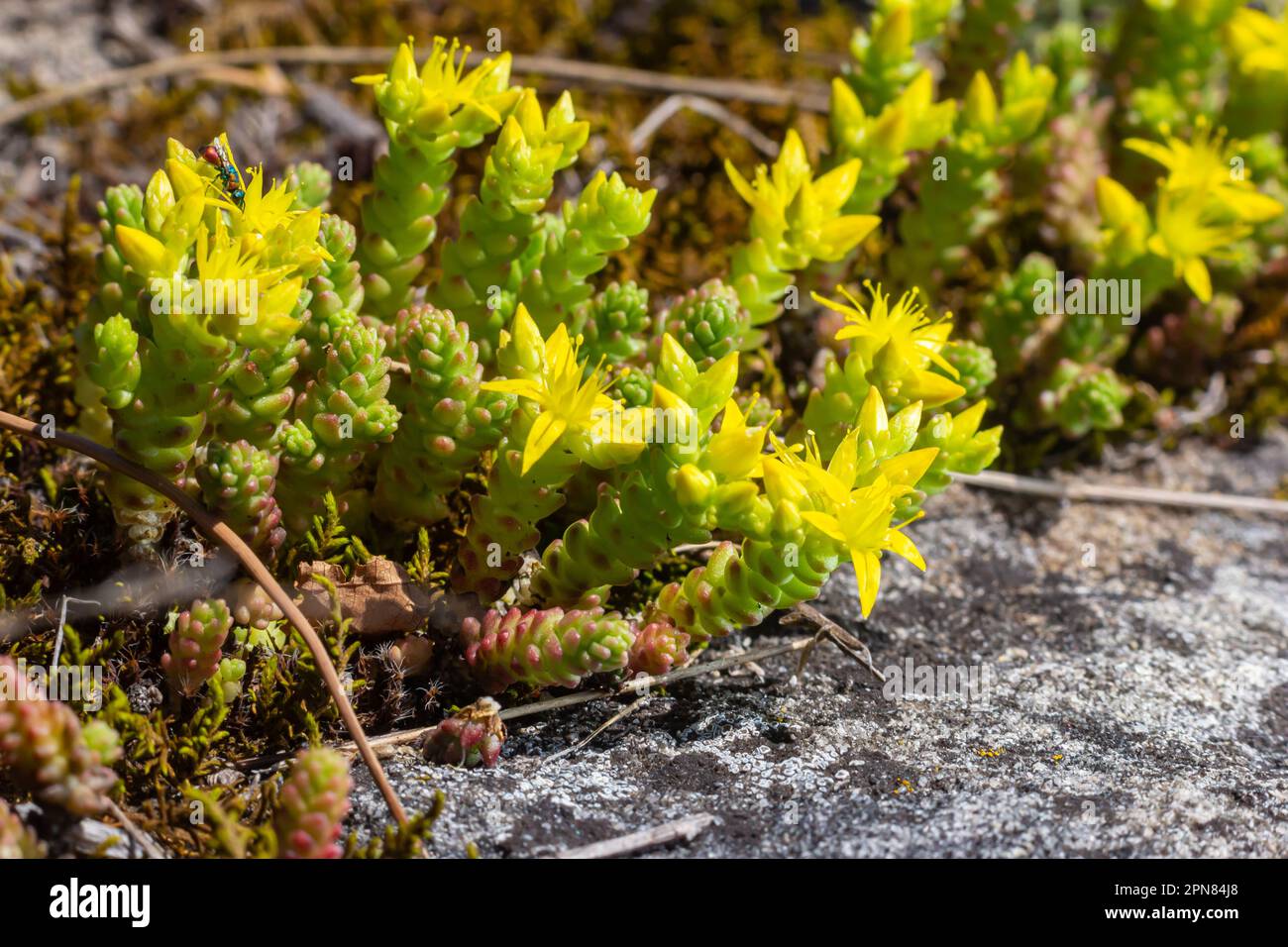 Sedum acre, Sedum album is the perennial herbaceous succulent plant ...