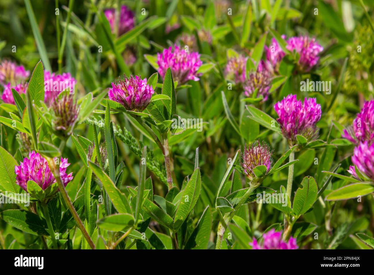 Trifolium pratense. Thickets of a blossoming clover. Red clover plants ...